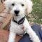 So You Want To Adopt? – Arizona Poodle Rescue