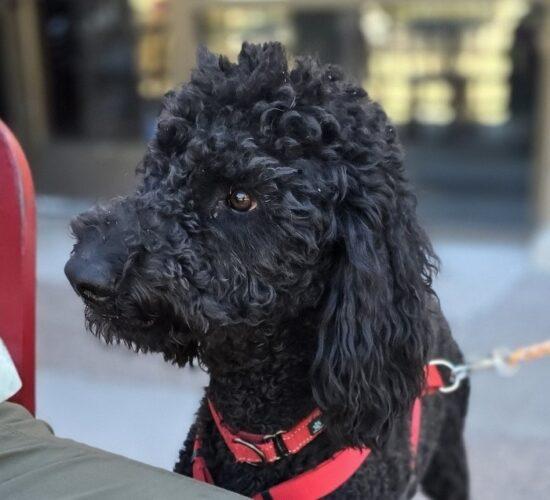 Available Dogs – Arizona Poodle Rescue