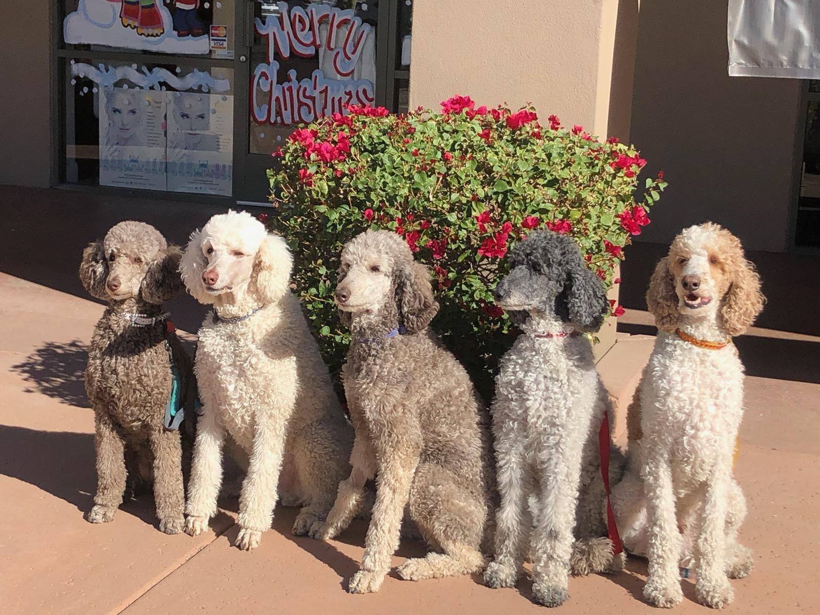 Donate – Arizona Poodle Rescue