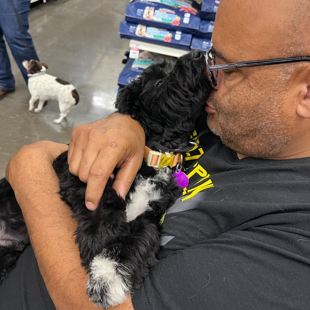 Volunteer With Us – Arizona Poodle Rescue