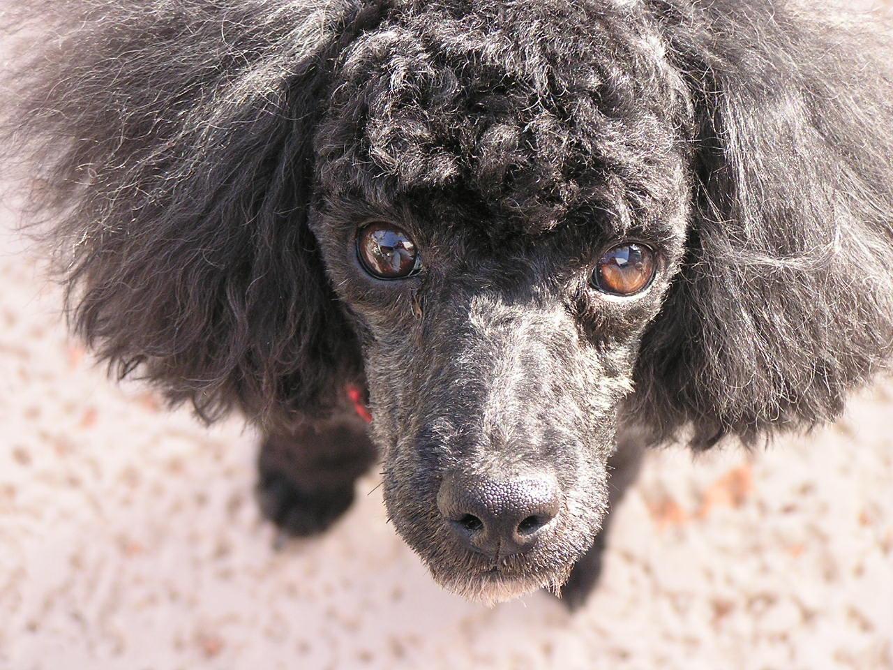Contact – Arizona Poodle Rescue