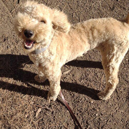 Tokyo – Arizona Poodle Rescue