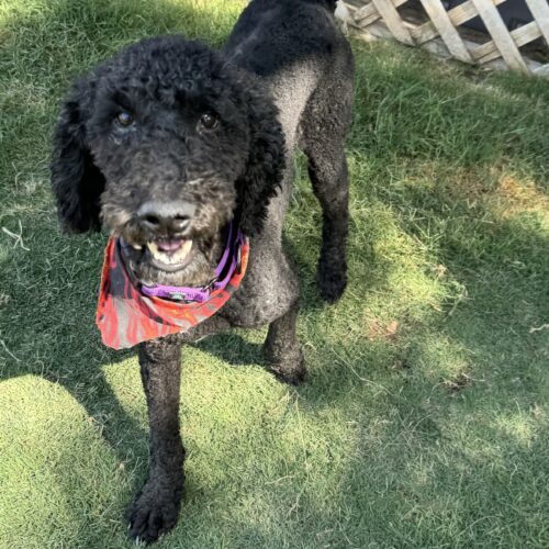 Teddy – Arizona Poodle Rescue