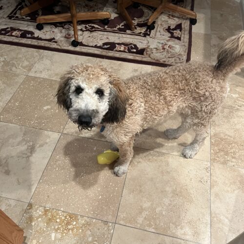 Marty – Arizona Poodle Rescue