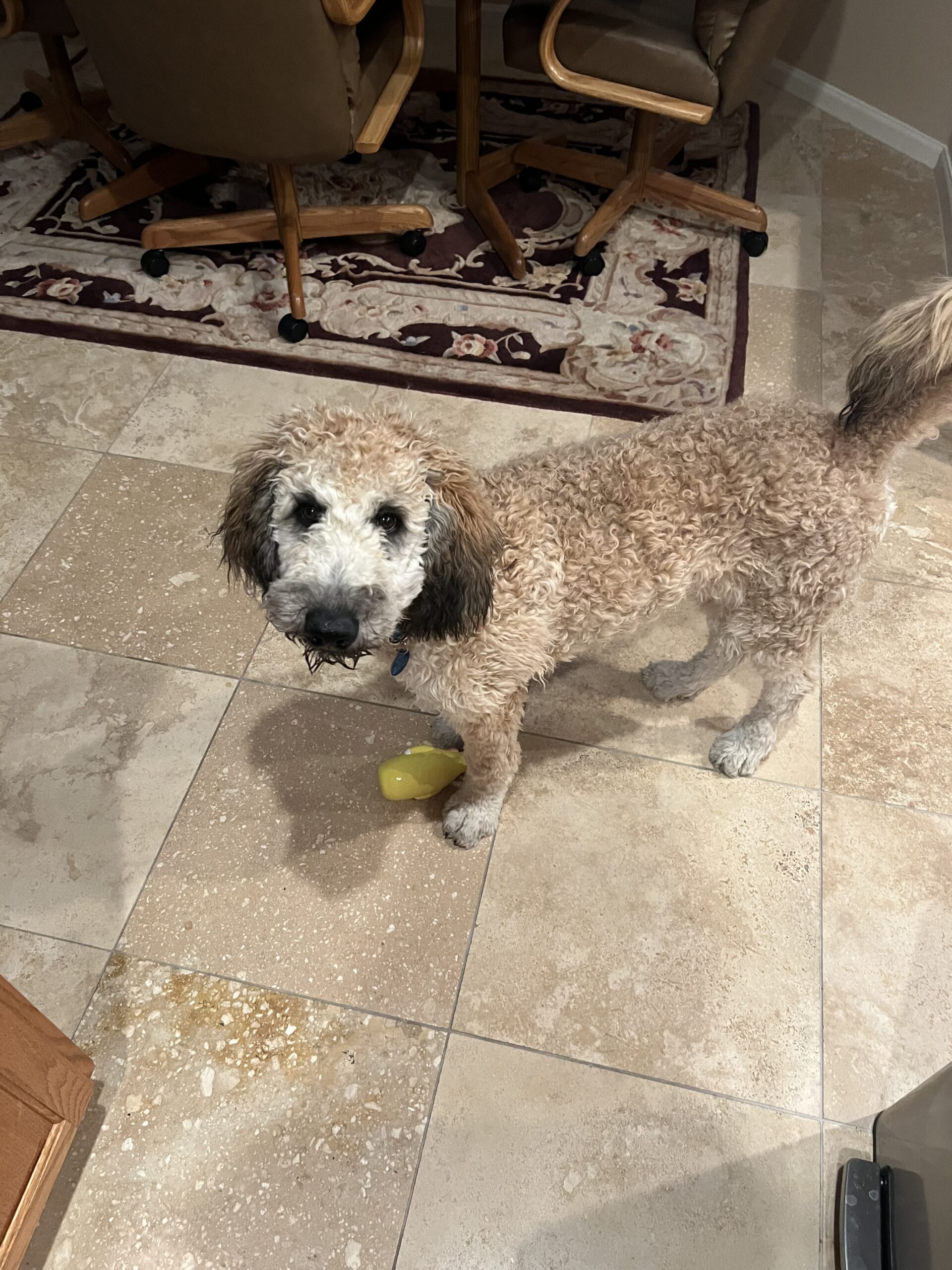 Marty – Arizona Poodle Rescue