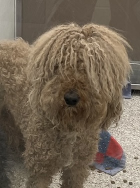 Tucson Hughes – Arizona Poodle Rescue