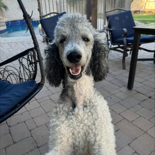 Reign Ross – Arizona Poodle Rescue