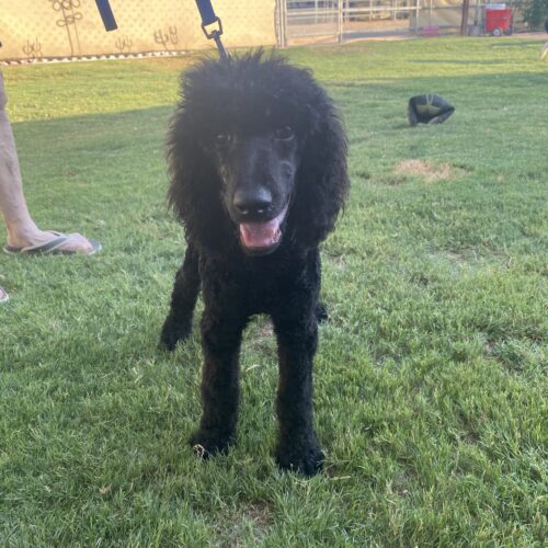 Available Dogs – Arizona Poodle Rescue