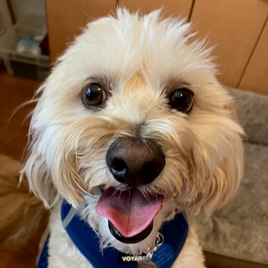 Available Dogs – Arizona Poodle Rescue