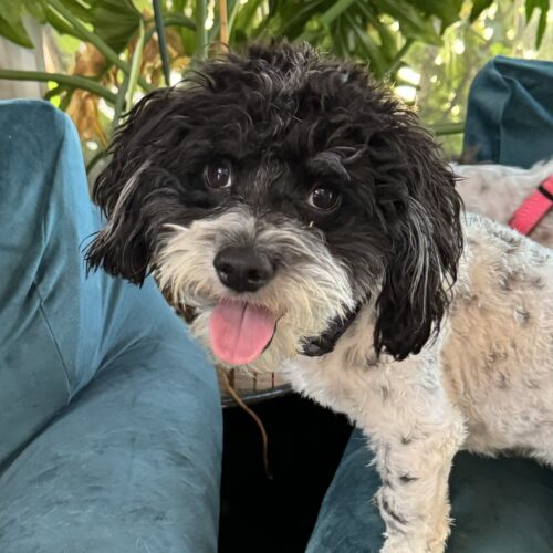 Available Dogs – Arizona Poodle Rescue