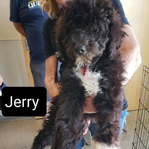 Jerry Abramowitz – Arizona Poodle Rescue