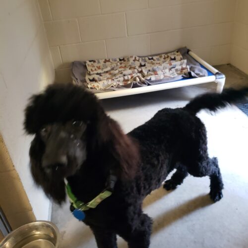 Available Dogs – Arizona Poodle Rescue