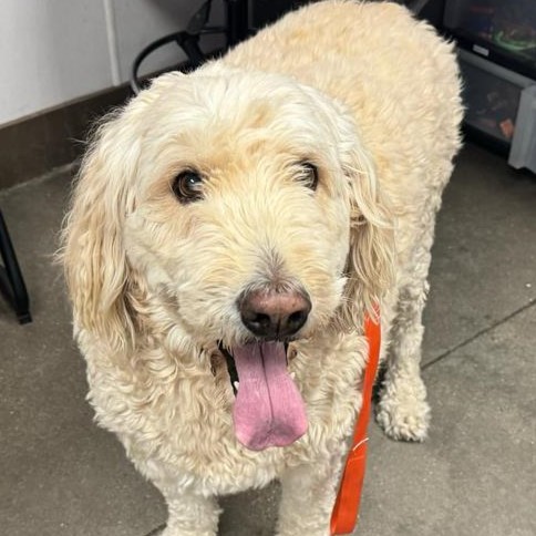 Snowball – Arizona Poodle Rescue