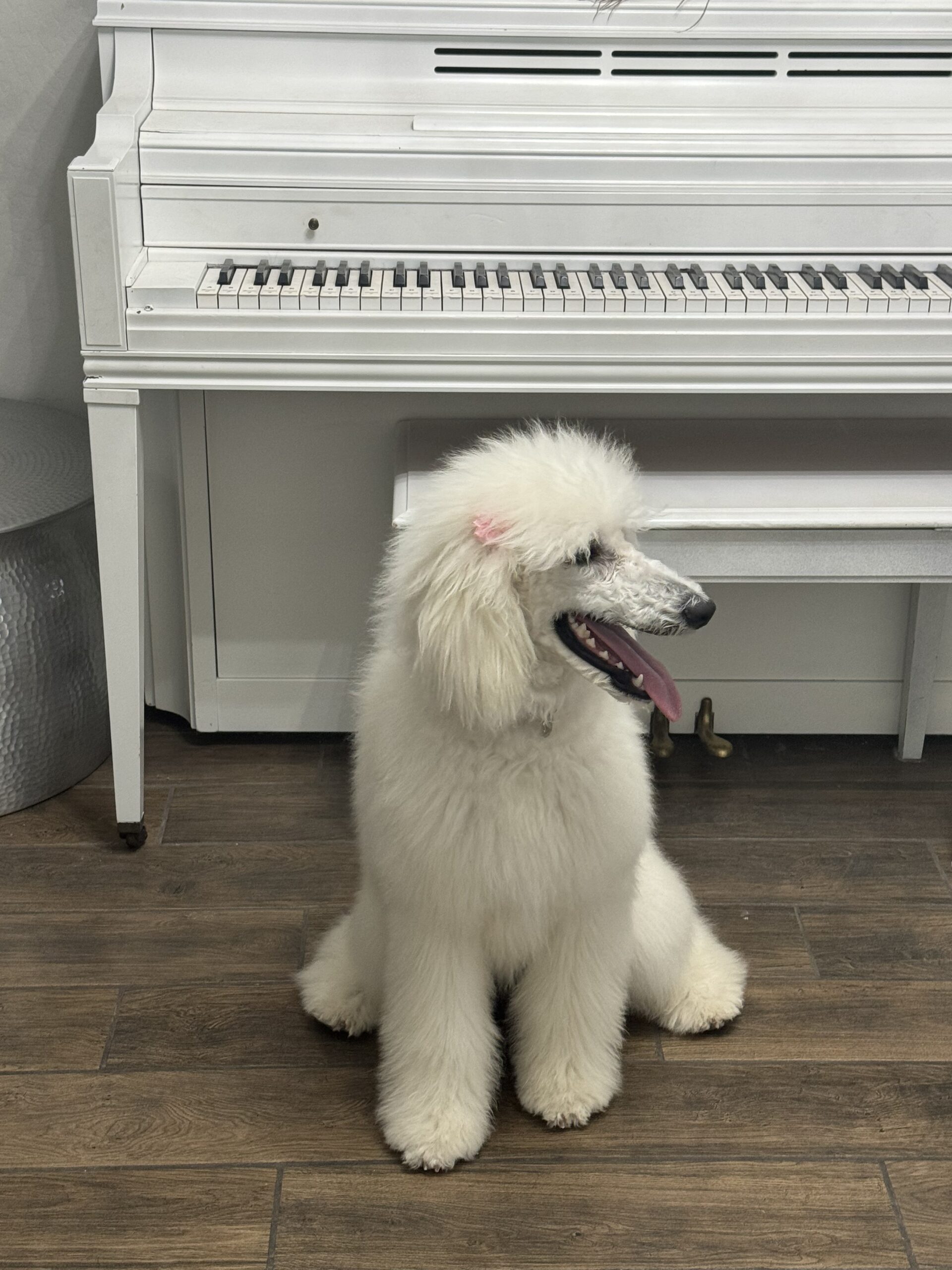 Honey – Arizona Poodle Rescue