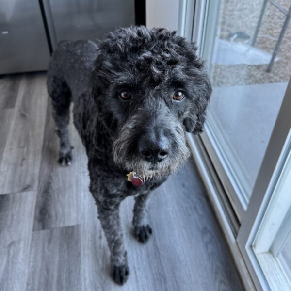 Happy Tails Dogs – Arizona Poodle Rescue