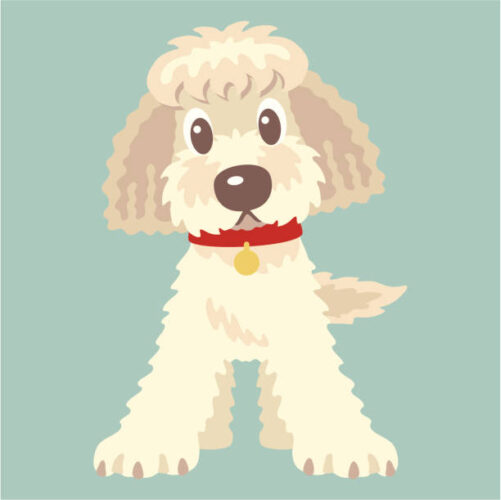 SPOODLE “Large Size” – Arizona Poodle Rescue