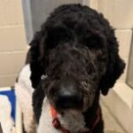 Happy Tails Dogs – Arizona Poodle Rescue