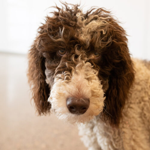 Maui Hyatt – Arizona Poodle Rescue