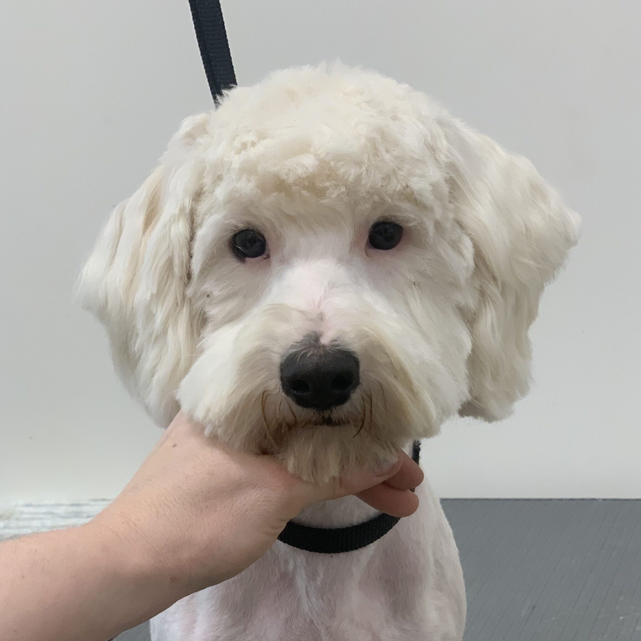 Happy Tails Dogs – Arizona Poodle Rescue