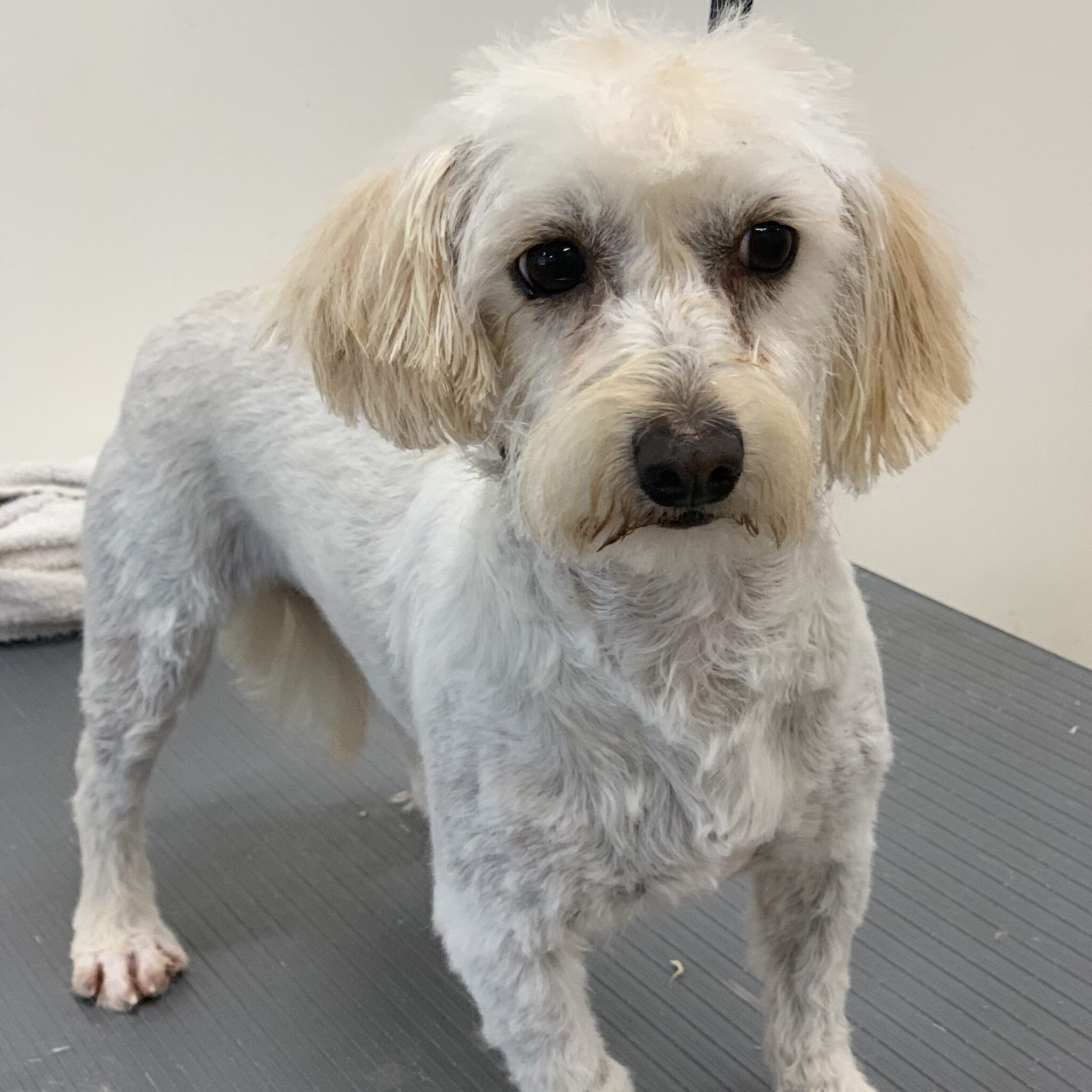 Happy Tails Dogs – Arizona Poodle Rescue