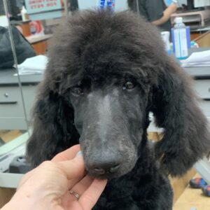 Available Dogs – Arizona Poodle Rescue