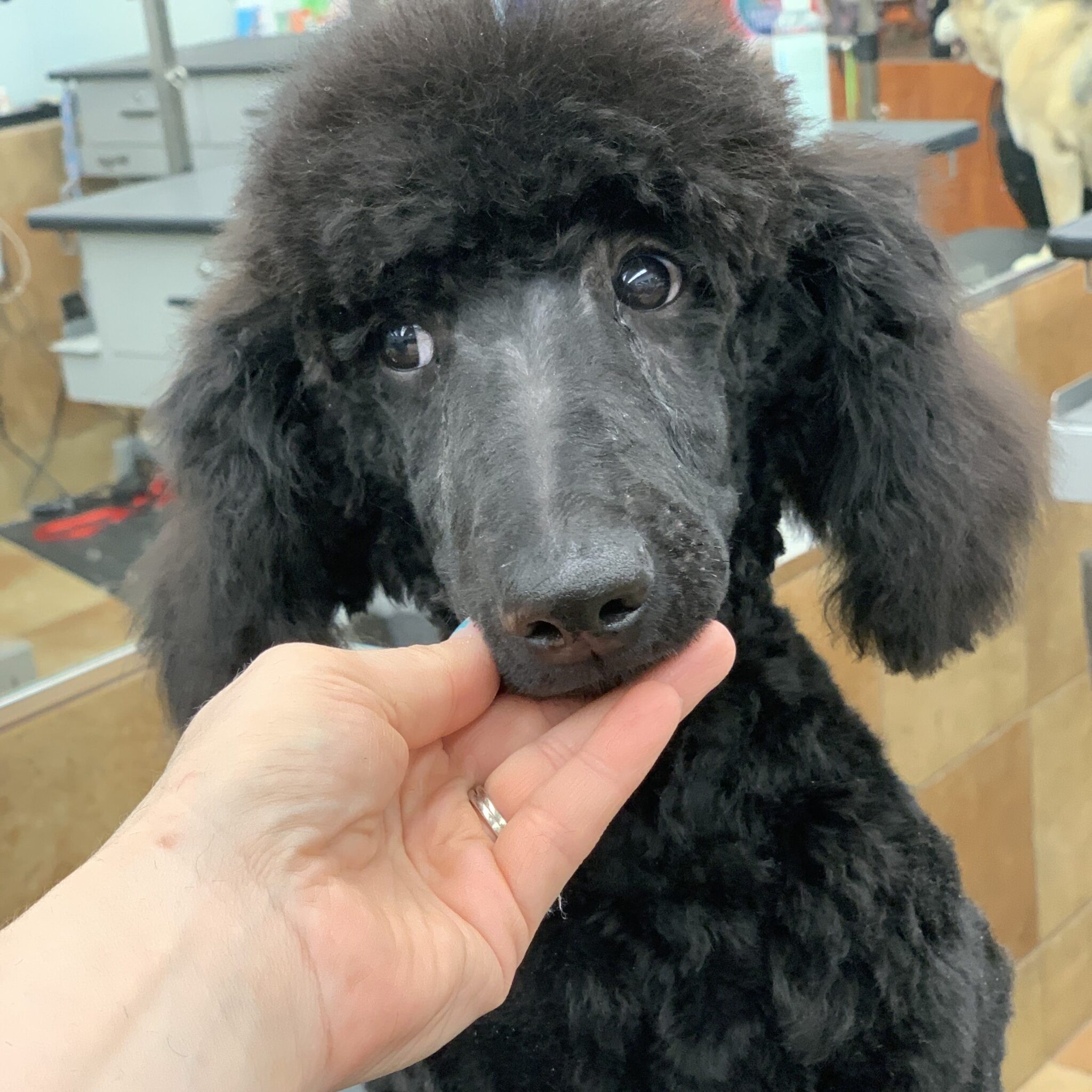 Happy Tails Dogs – Arizona Poodle Rescue