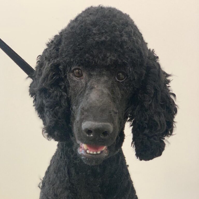 Available Dogs – Arizona Poodle Rescue