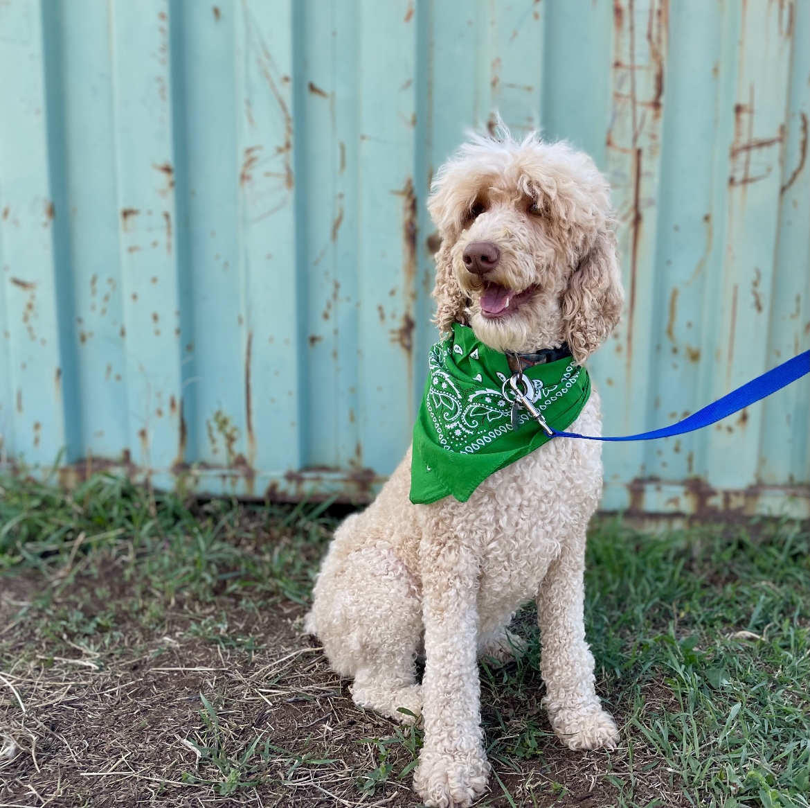 Arizona Poodle Rescue – We Do What Is In The Best Interest Of The Dog.