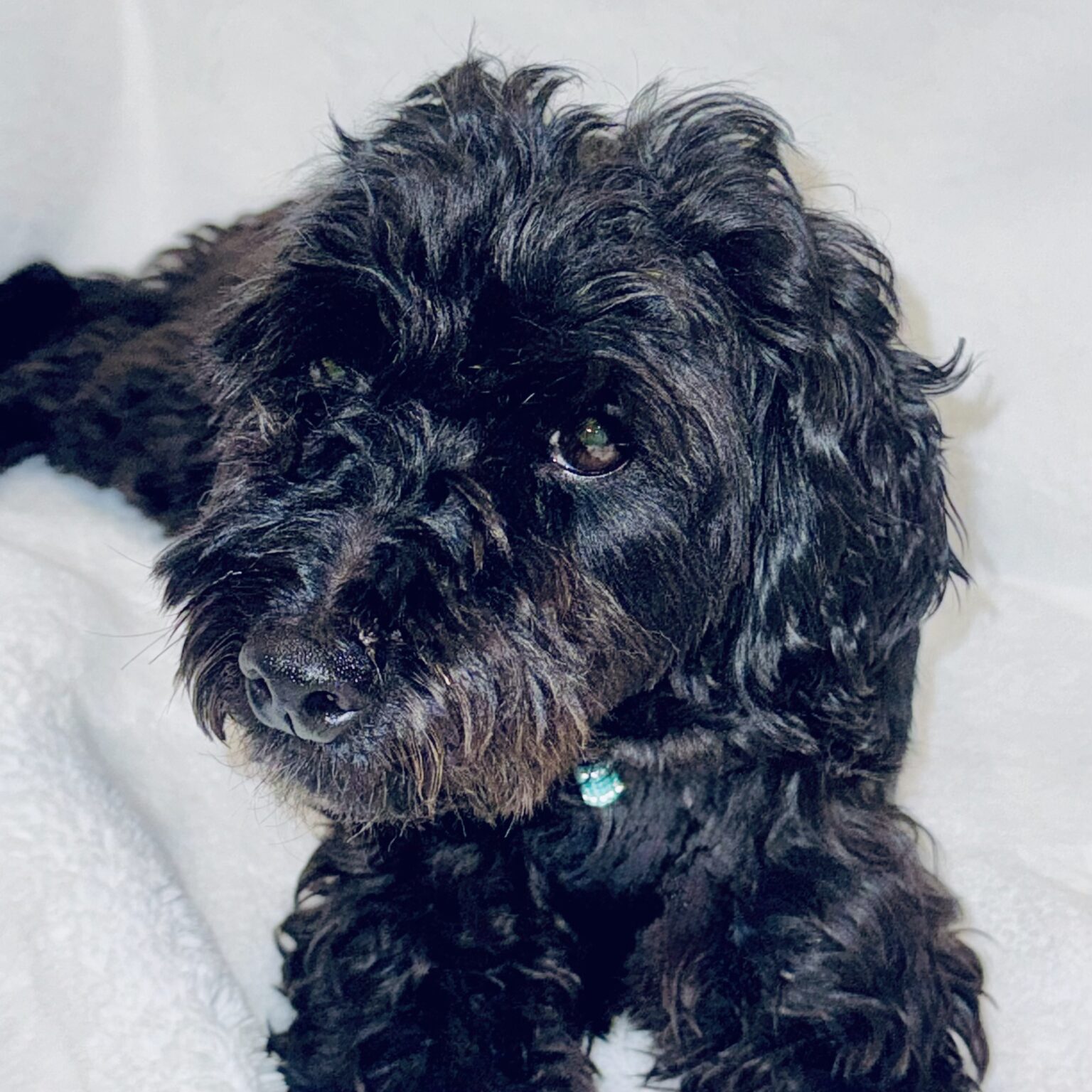 Available Dogs – Arizona Poodle Rescue