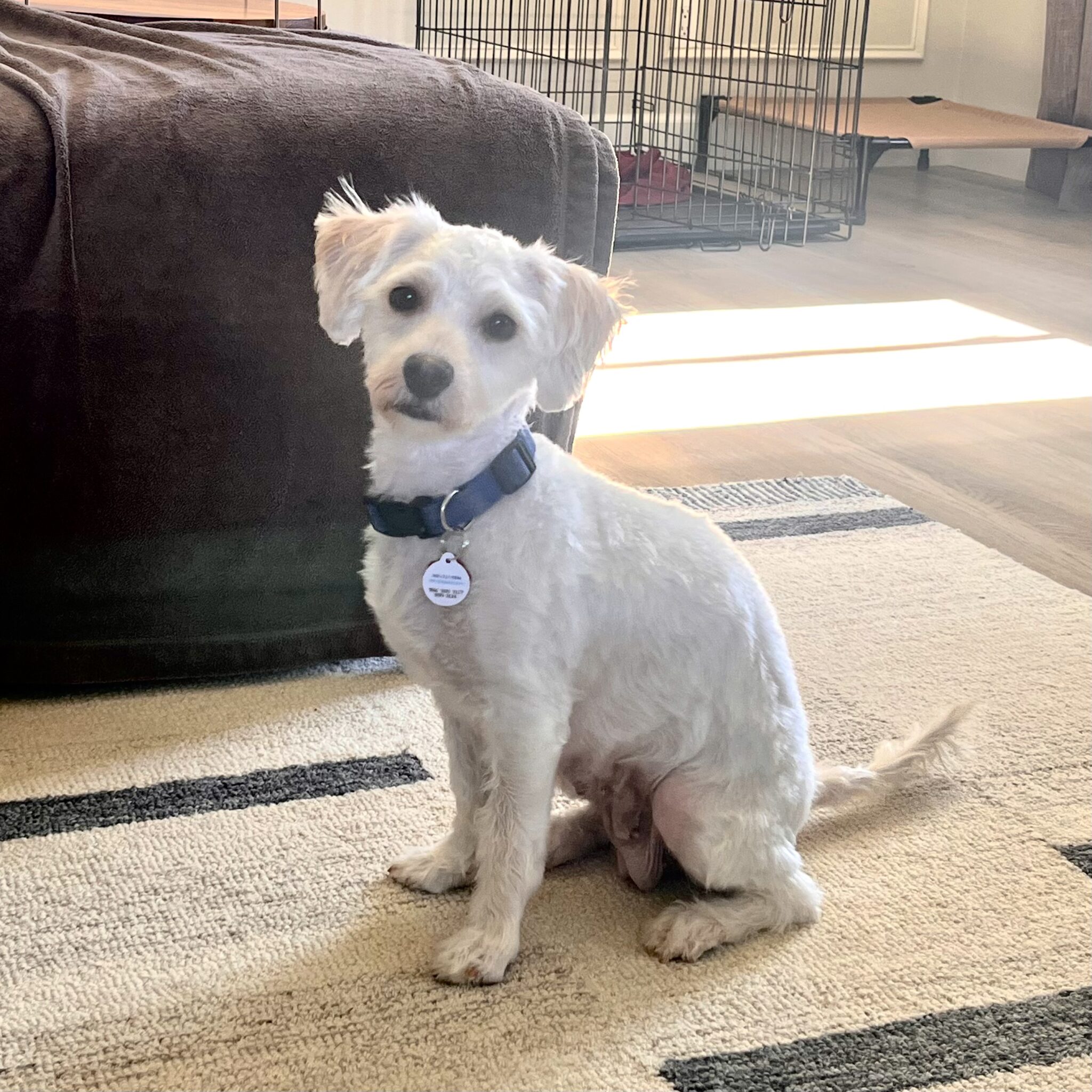 Happy Tails Dogs – Arizona Poodle Rescue