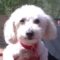 Available Dogs – Arizona Poodle Rescue